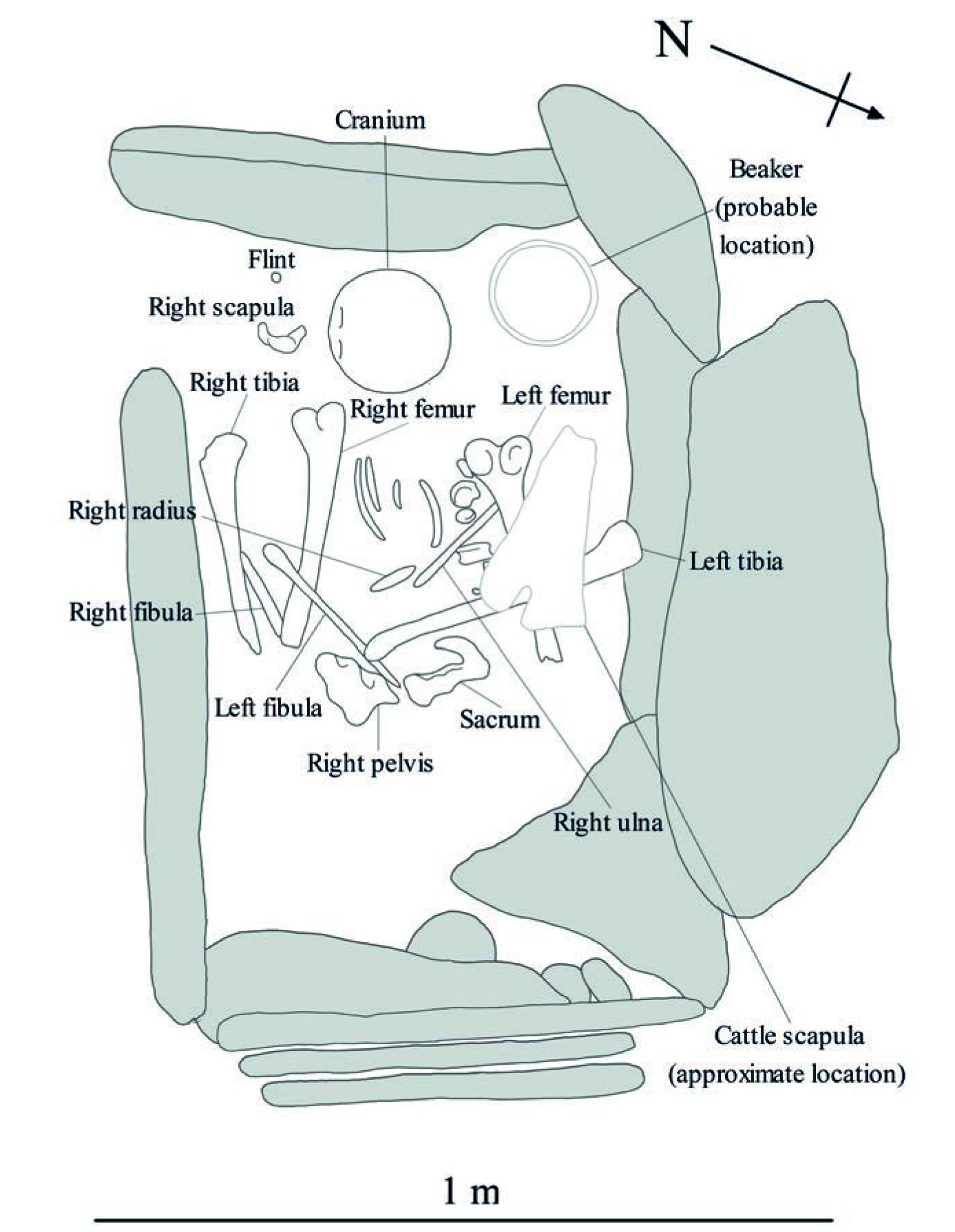 Case Study: Ava: An Early Bronze Age Cist Burial from Achavanich ...