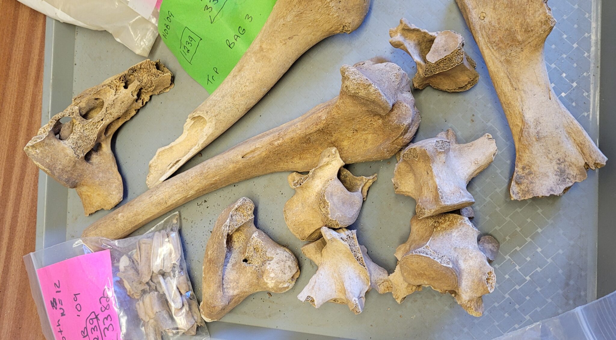 ECR Case Study: Zooarchaeological Analysis and the significance of Red ...